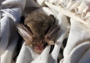 Low impact bat mitigation licensing - Applied Ecology